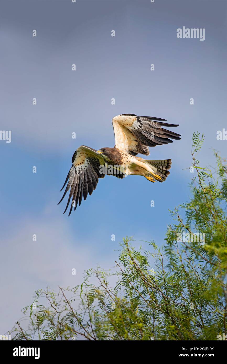 Swainson's Hawk (Buteo swainsoni) in flight Stock Photo - Alamy
