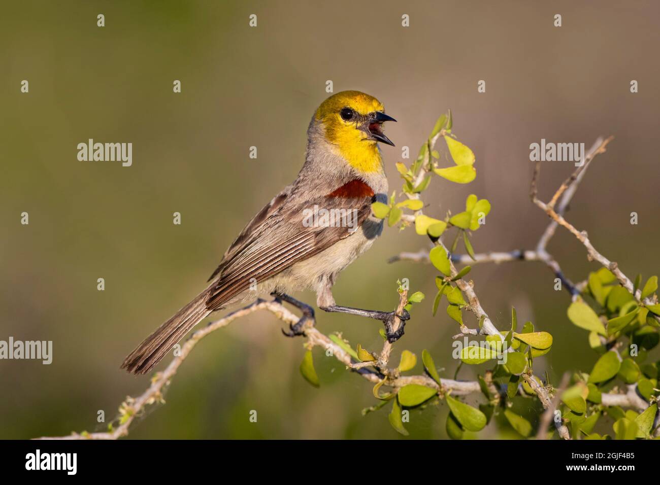 Verdin auriparus flaviceps hi-res stock photography and images - Alamy
