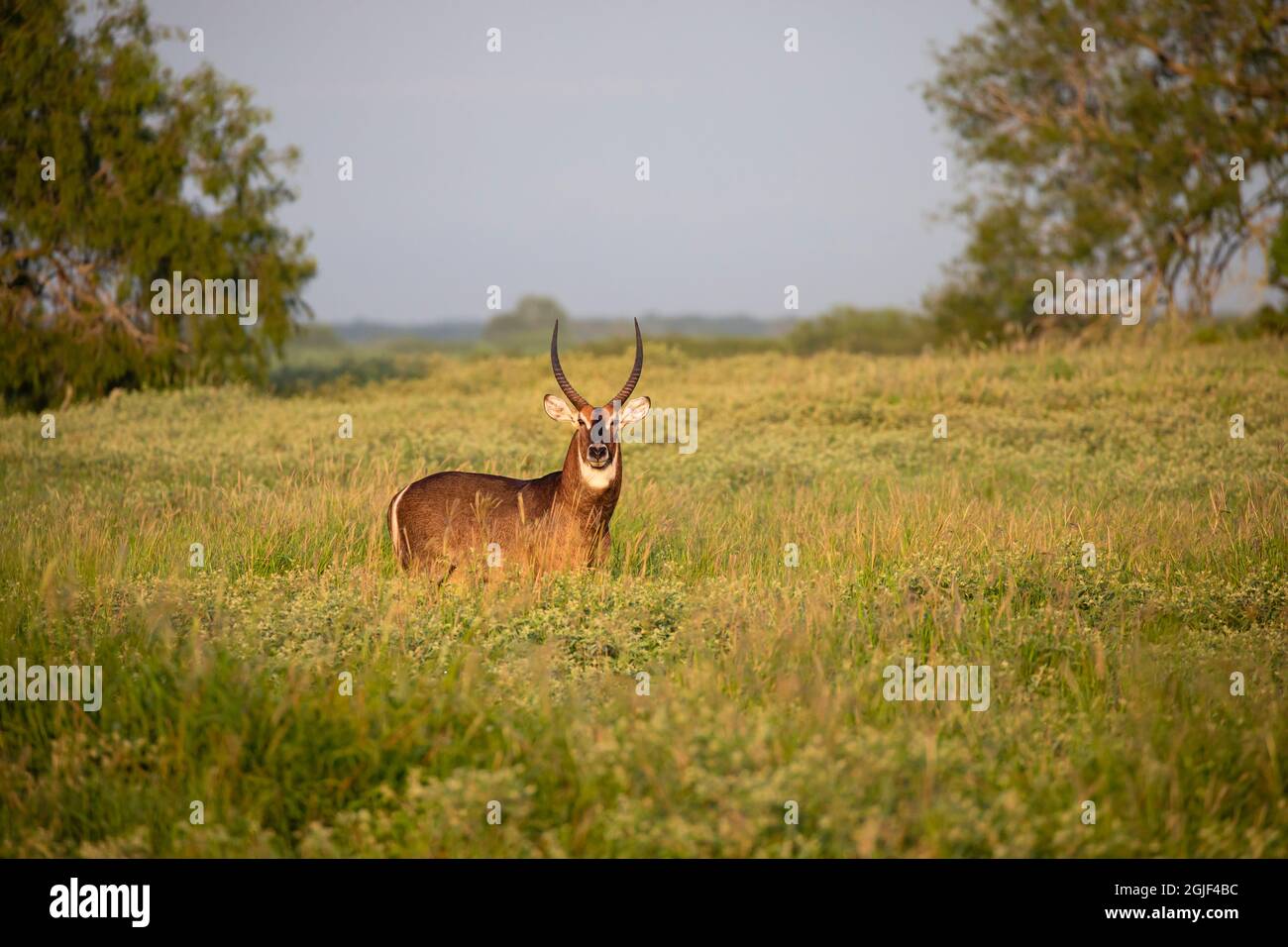 Waterbuck (Kobus ellipsiprymnus) in Texas grassland. (Editorial Use ...