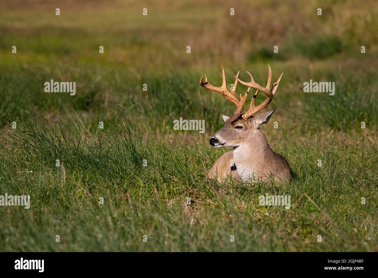 White-tailed Deer (Odocoileus virginianus) male in habitat Stock Photo ...