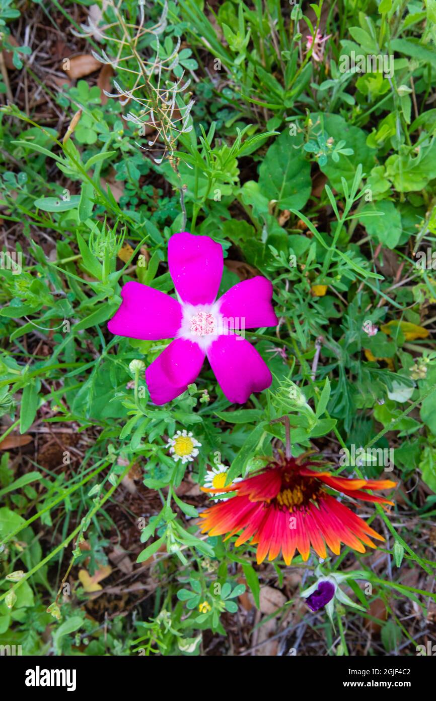 Wine Cup wildflowers in bloom with red Firewheel flower Stock Photo - Alamy