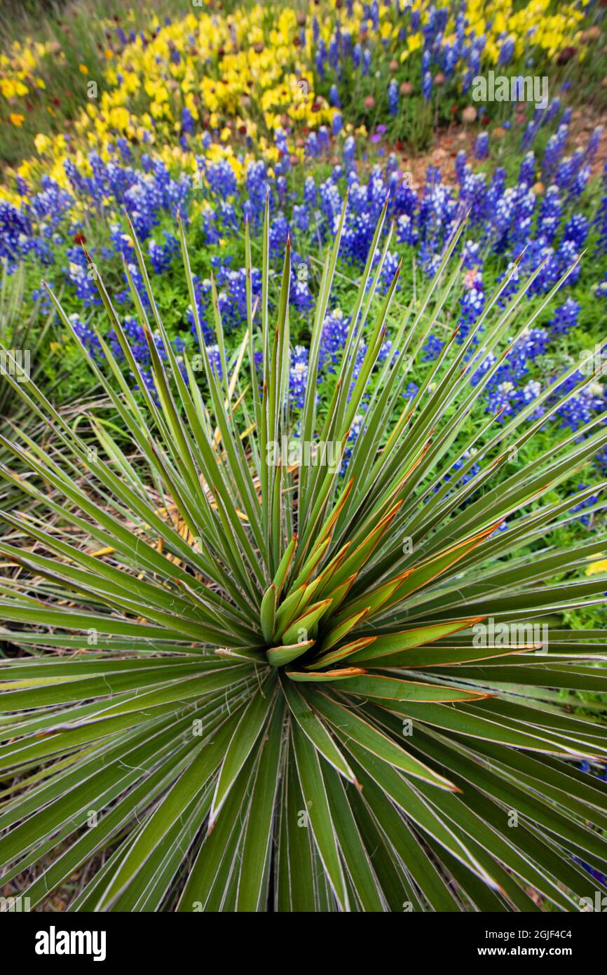 Yucca (Yucca sp.) with spring wildflowers Stock Photo - Alamy