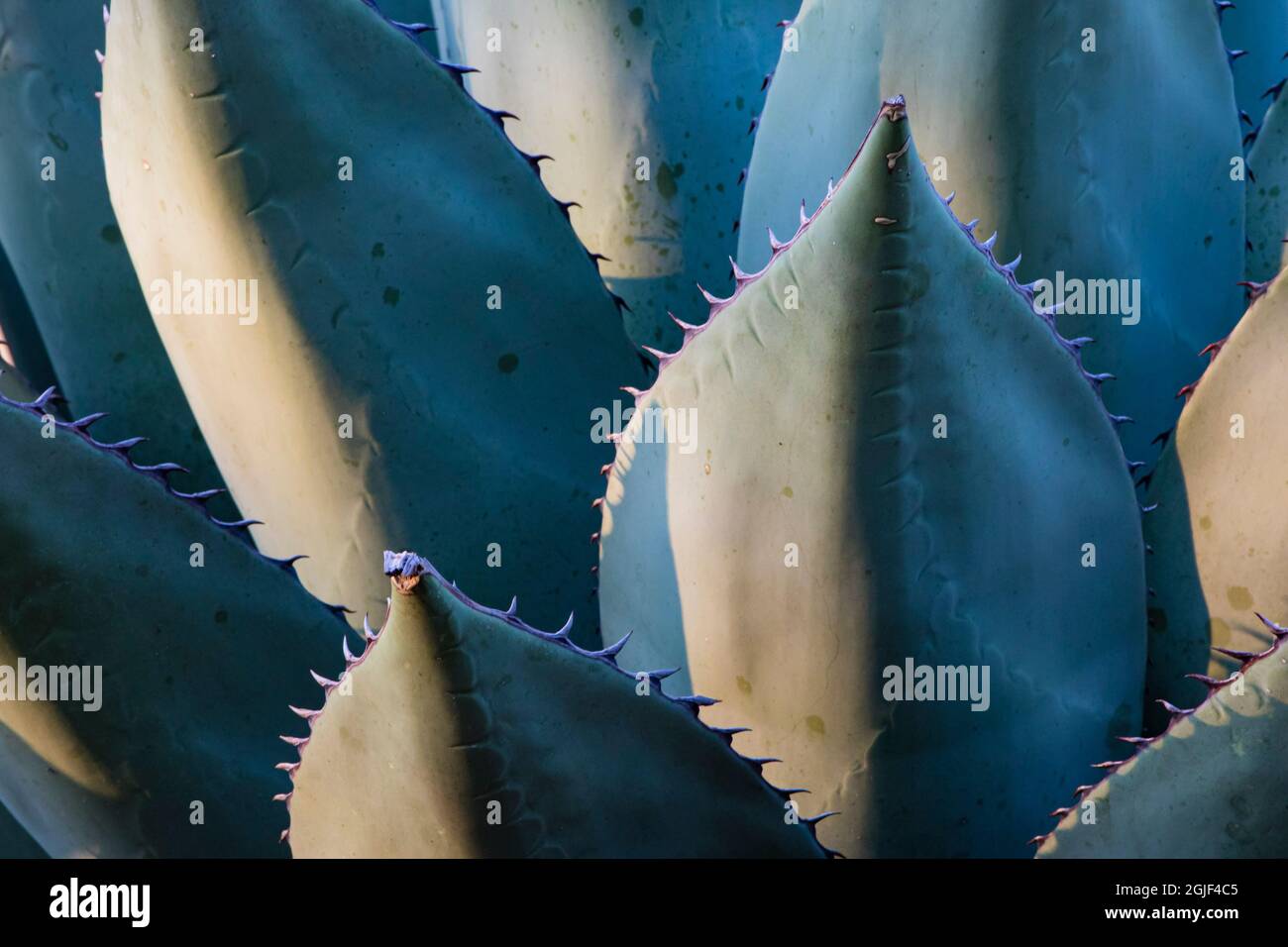 Century Plant (Agave species) leaves with spines Stock Photo - Alamy