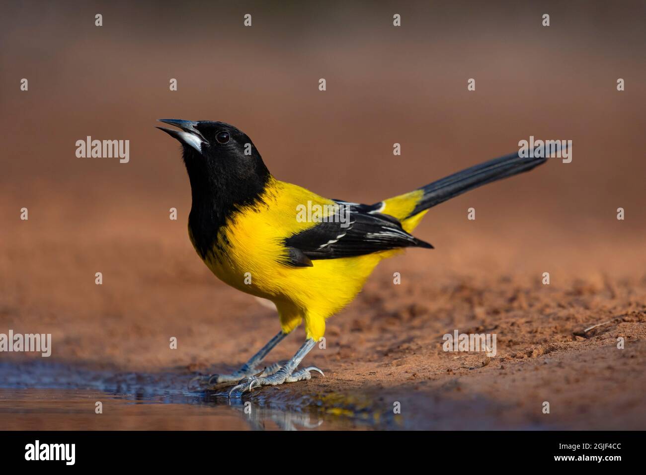 Audubon's Oriole (Icterus graduacauda) adult drinking Stock Photo - Alamy