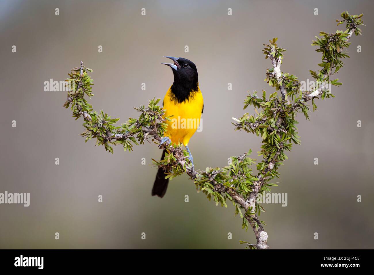 Audubon's Oriole (Icterus graduacauda) perched Stock Photo - Alamy