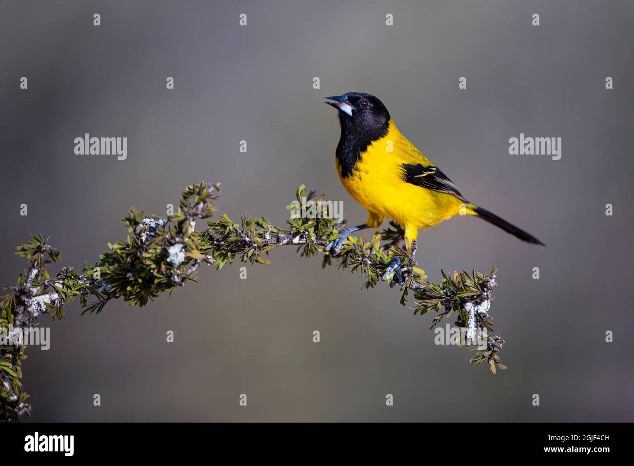 Audubon's Oriole (Icterus graduacauda) perched Stock Photo - Alamy