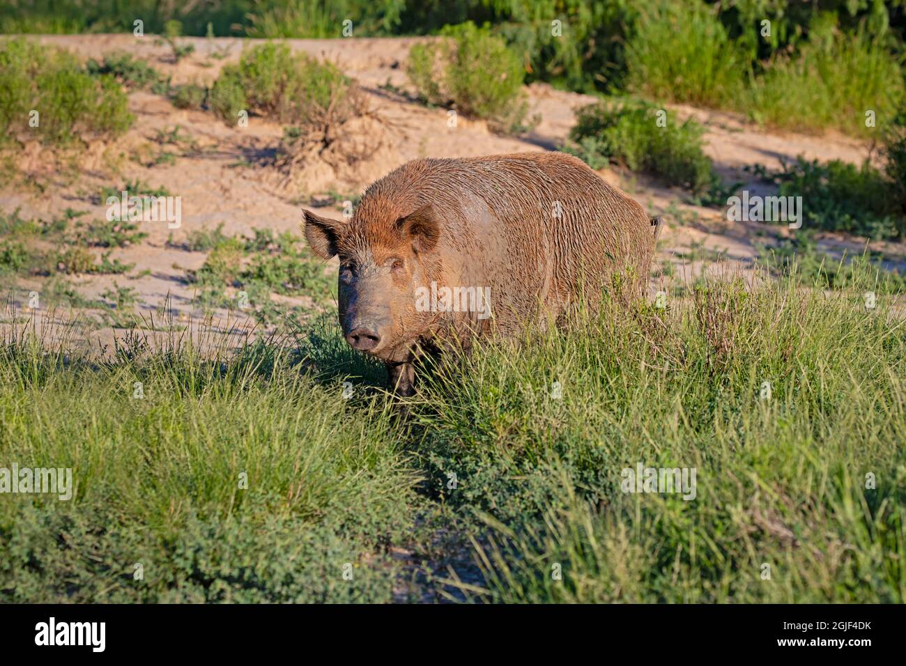 Feral pig texas hi-res stock photography and images - Alamy