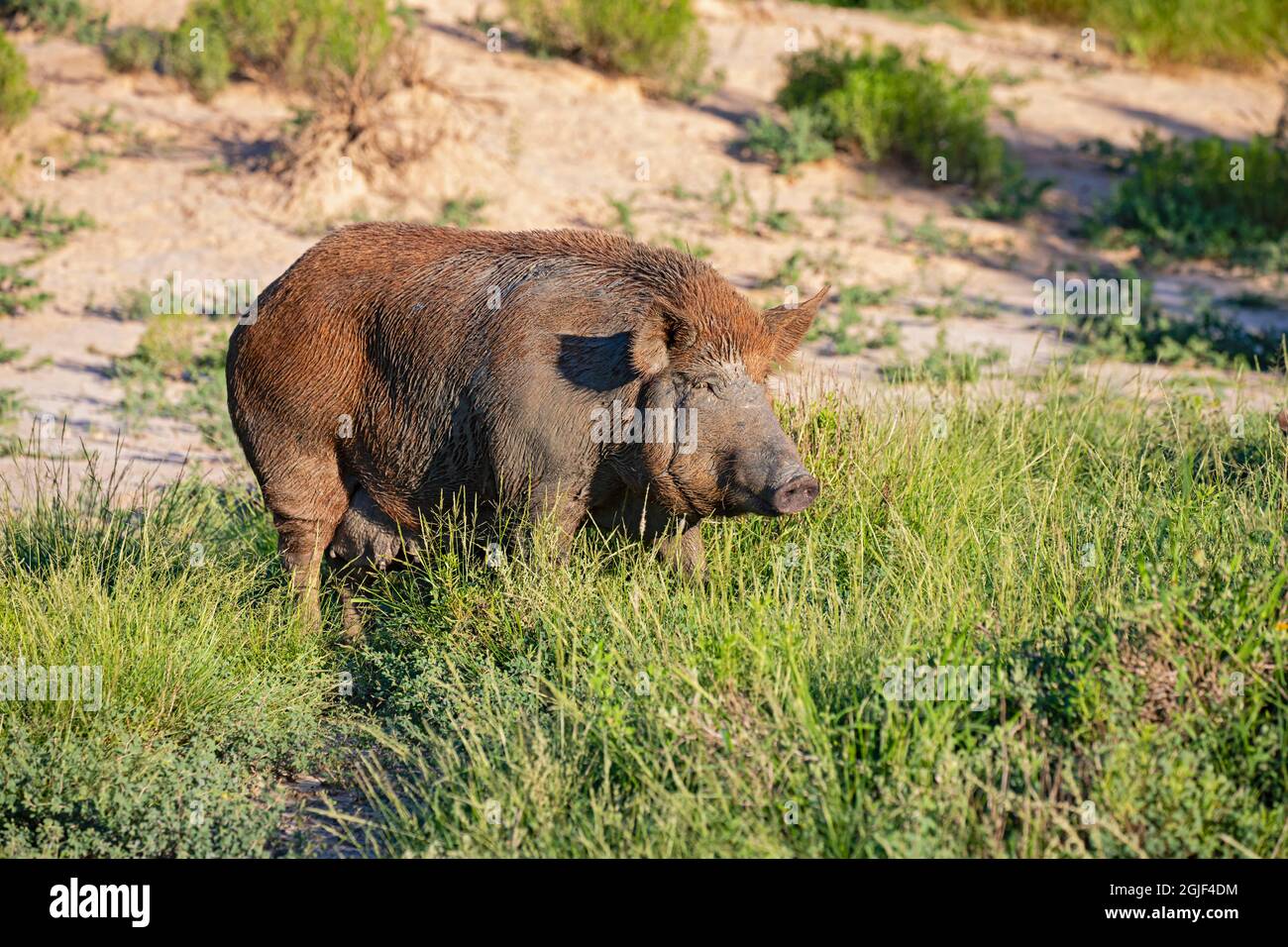 Pig texas hi-res stock photography and images - Alamy