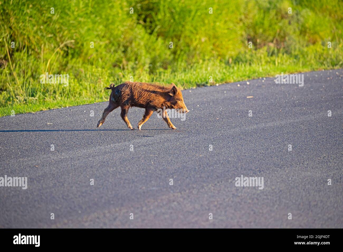 Pig crossing road hi-res stock photography and images - Alamy