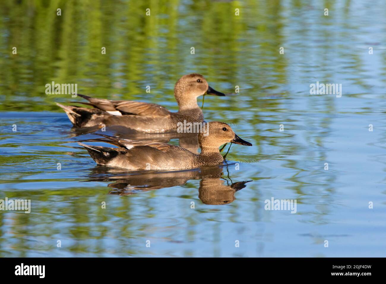 Gadwall feeding hi-res stock photography and images - Alamy