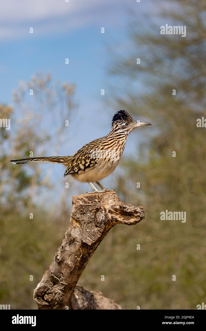 Roadrunner in tree hi-res stock photography and images - Alamy