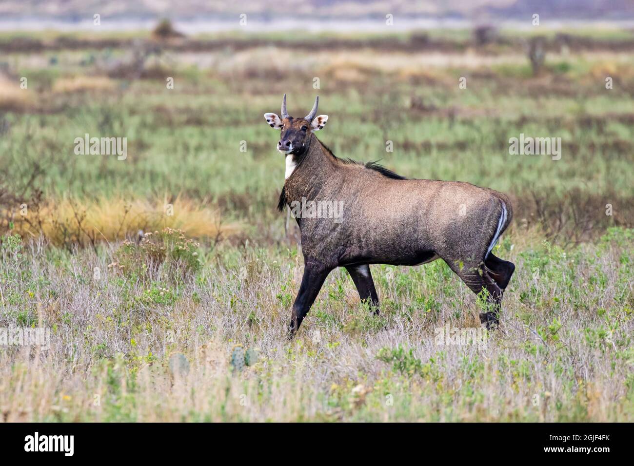 Nilgai (Boselaphus tragocamelus) bull on Texas coastal prairie Stock ...