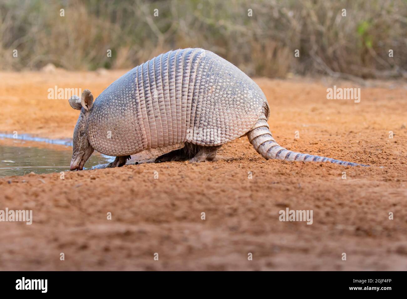 Nine banded armadillo texas hi-res stock photography and images - Alamy