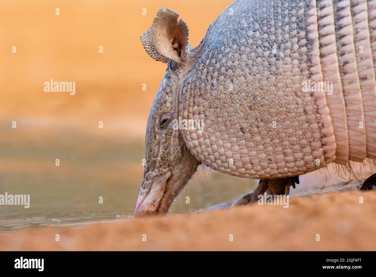 Nine-banded Armadillo (Dasypus novemcinctus) drinking Stock Photo - Alamy