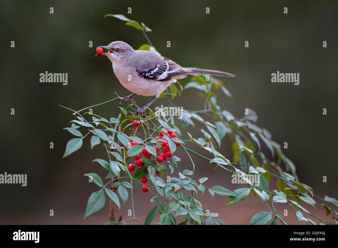 Northern Mockingbird (Mimus polyglottos) eating berries Stock Photo - Alamy