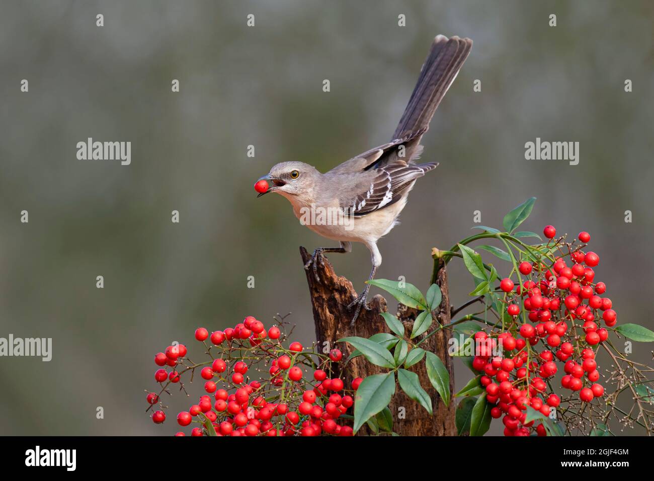 Northern Mockingbird (Mimus polyglottos) eating berries Stock Photo - Alamy