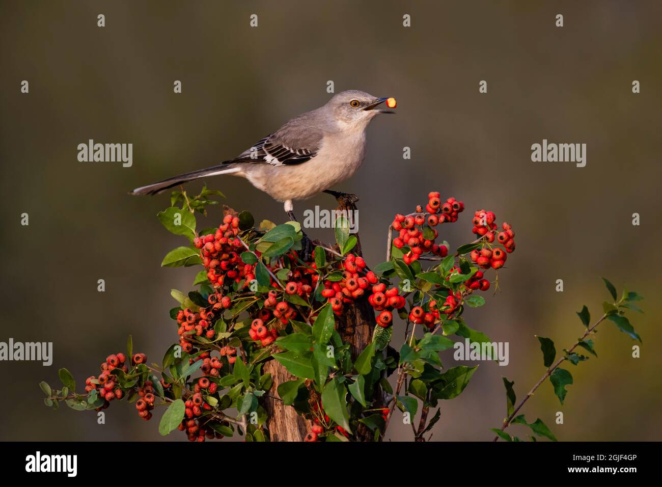 Northern Mockingbird (Mimus polyglottos) eating pyrocantha fruits Stock ...