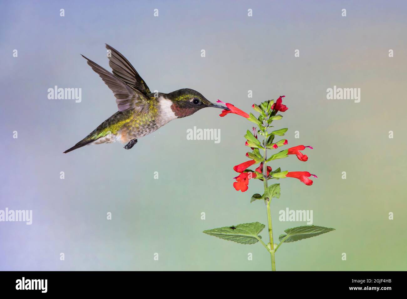 Ruby-throated Hummingbird (Archilochus colubris) feeding Stock Photo ...