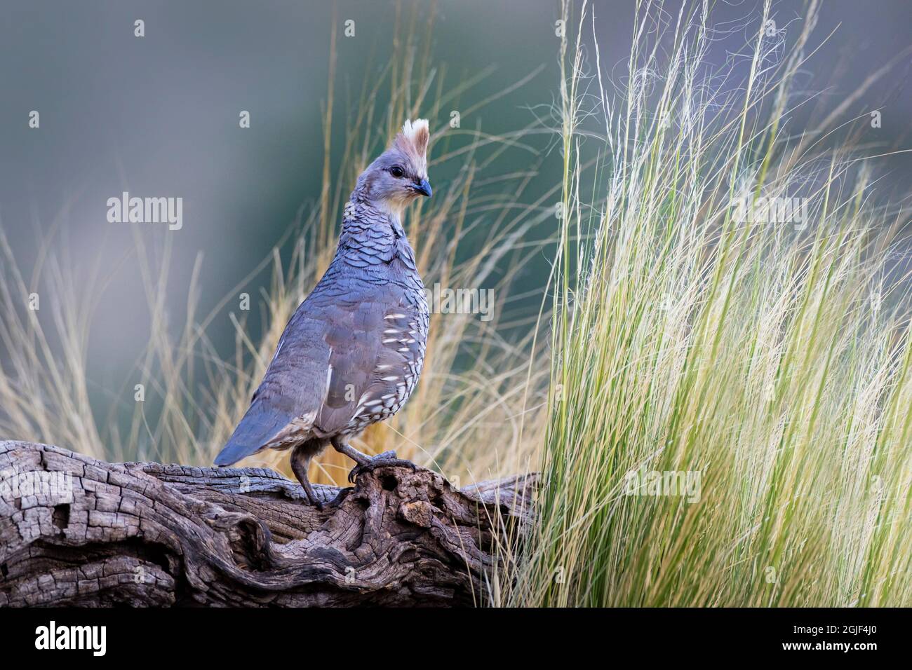 Scaled Quail (Callipepla squamata) in west Texas habitat Stock Photo ...