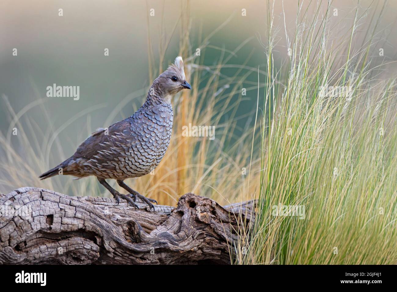 Scaled quail hi-res stock photography and images - Alamy