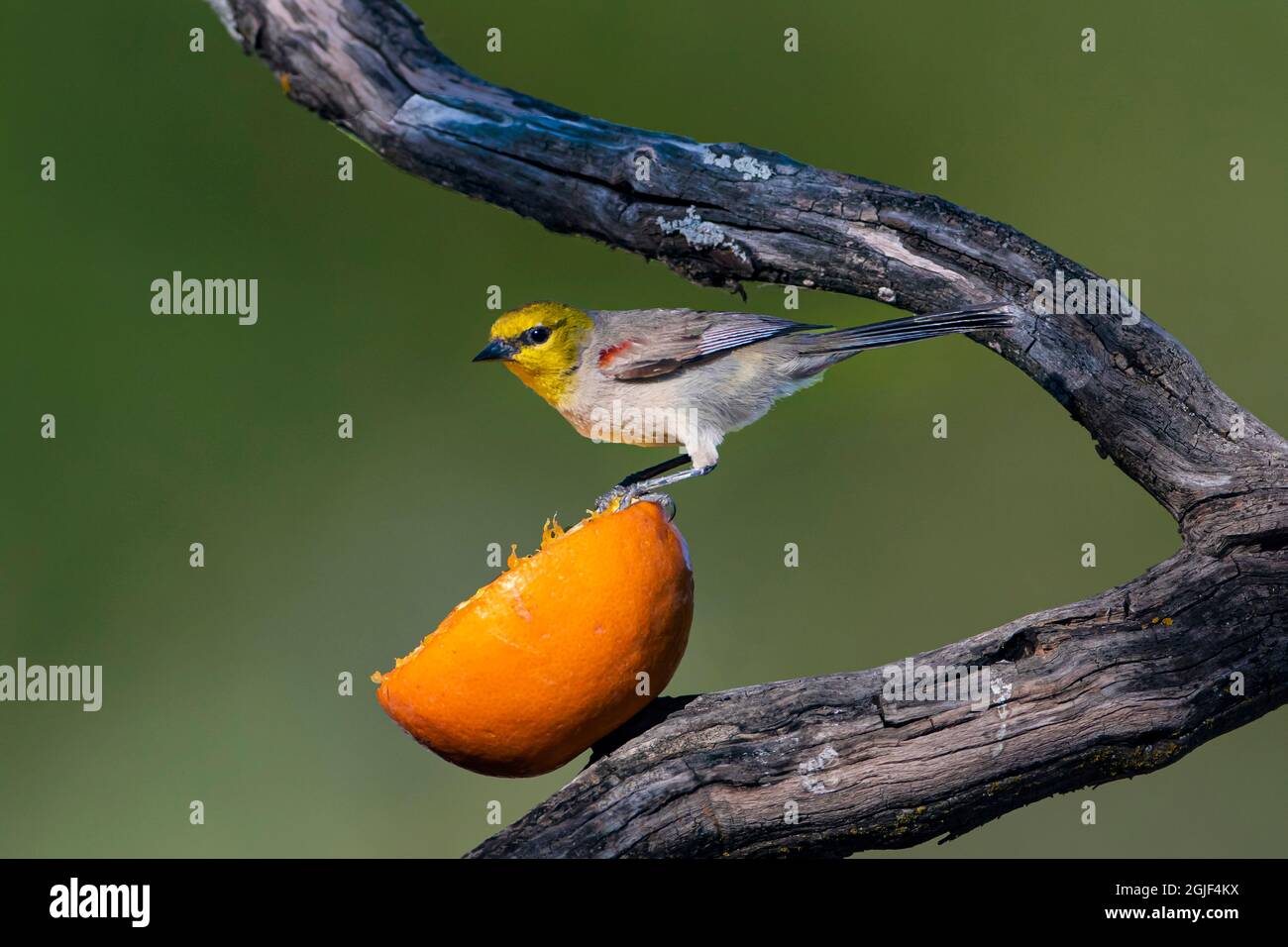 Verdin auriparus flaviceps hi-res stock photography and images - Alamy