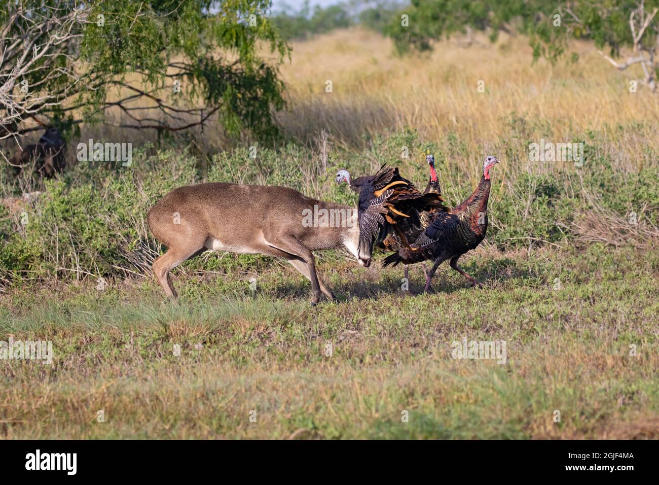 Runny Deer And Turkey