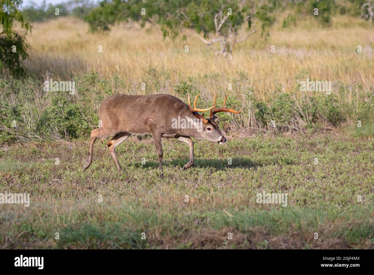 White-tailed Deer (Odocoileus virginianus) buck trailing doe in estrus ...