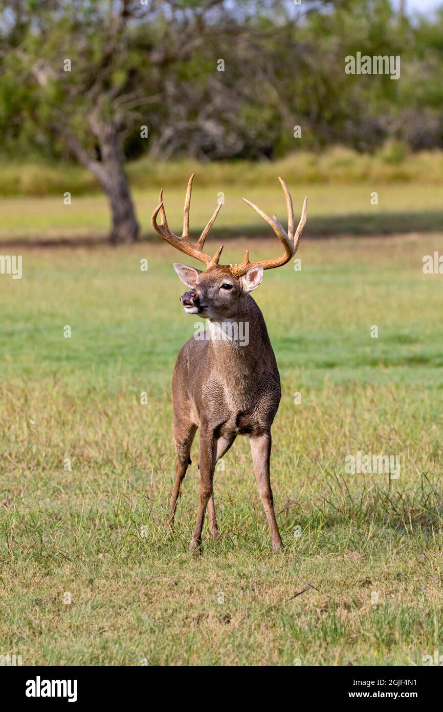 White-tailed Deer (Odocoileus virginianus) buck scenting female in ...