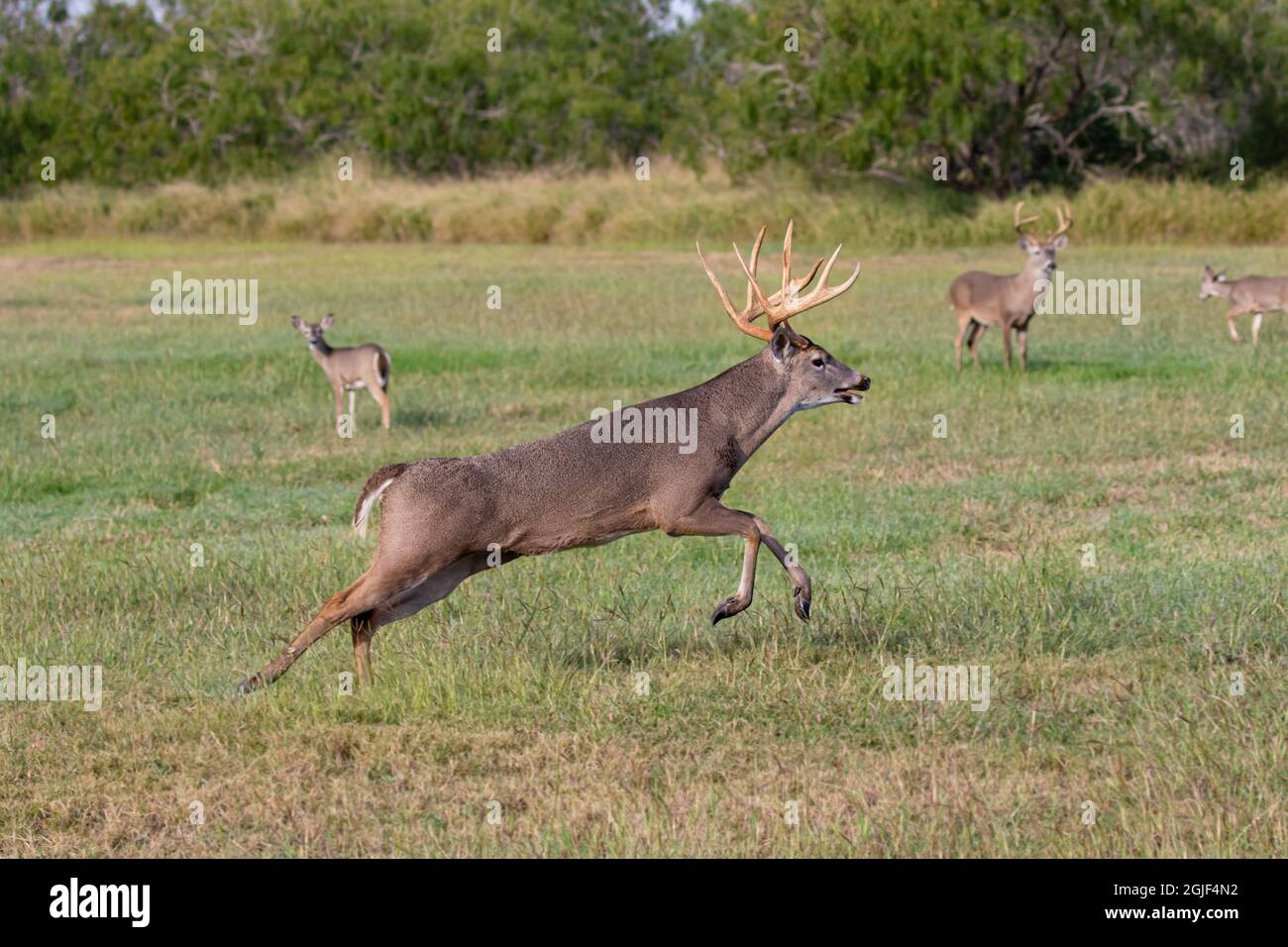 White-tailed Deer (Odocoileus virginianus) male chasing females Stock ...