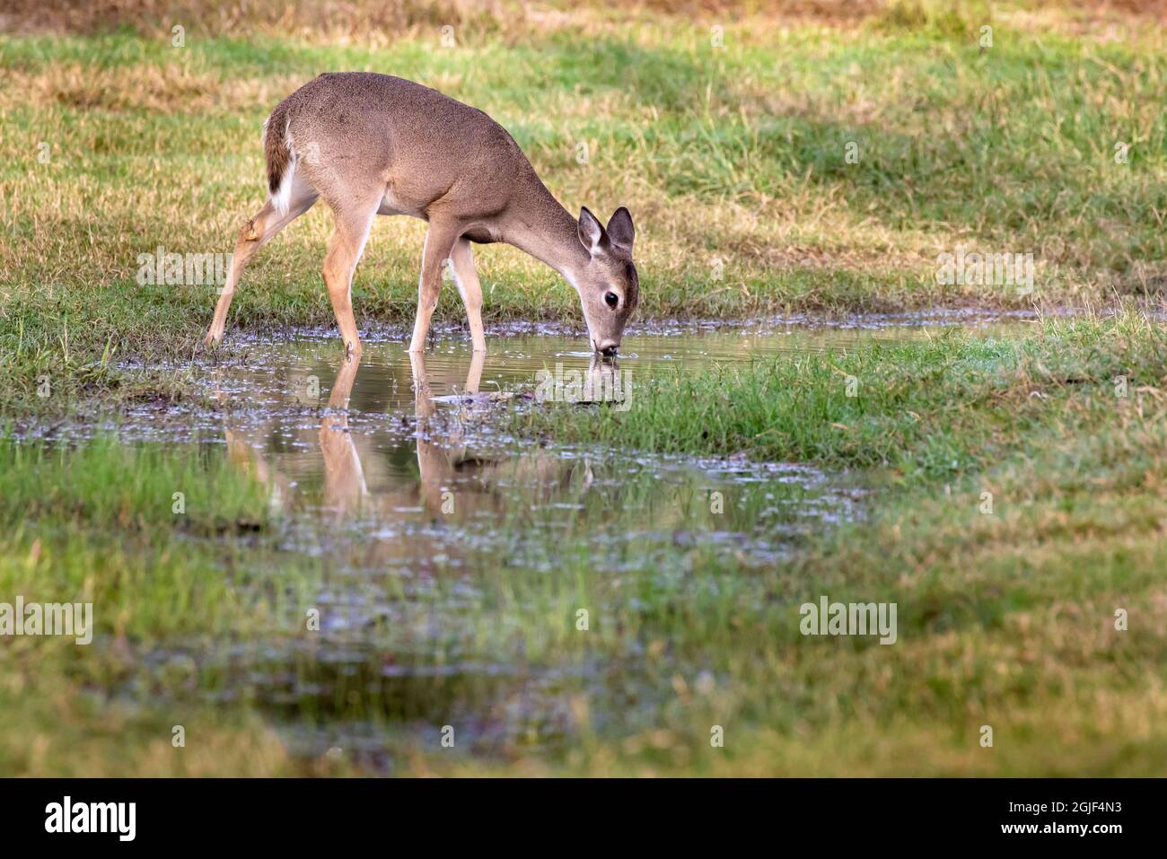 White-tailed Deer (Odocoileus virginianus) fawn drinking Stock Photo ...