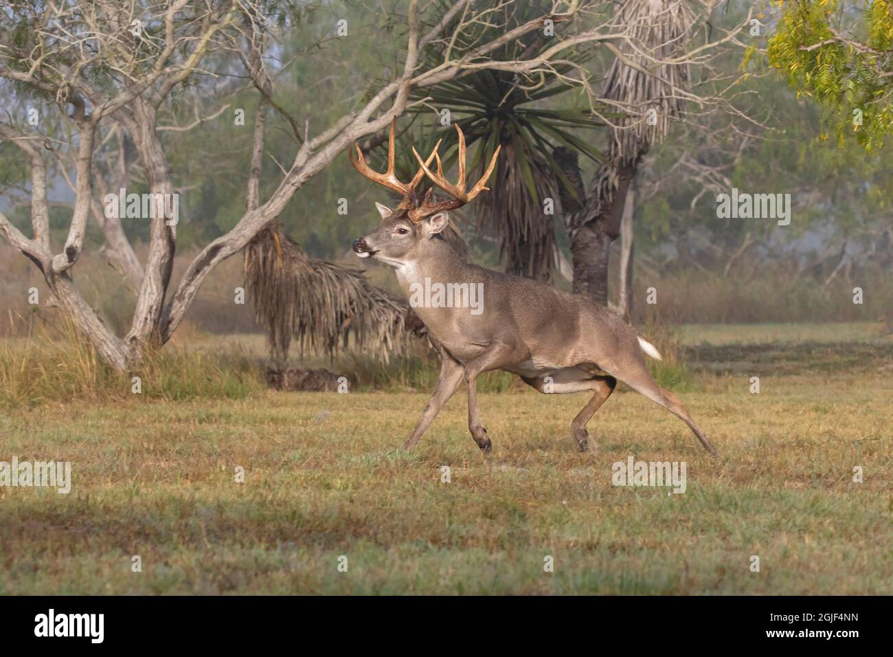White-tailed Deer (Odocoileus virginianus) male chasing females during ...
