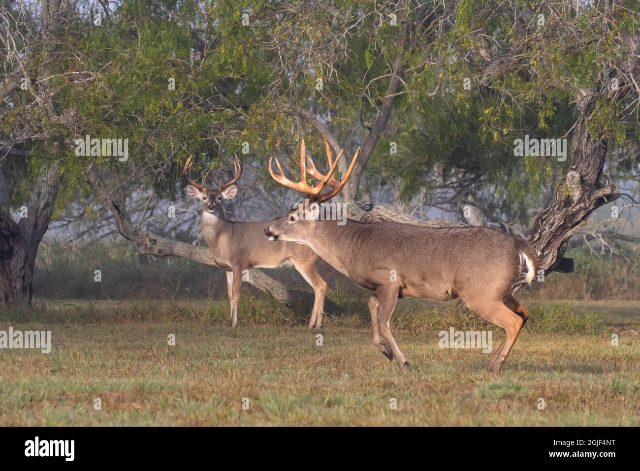 Females chasing hi-res stock photography and images - Alamy