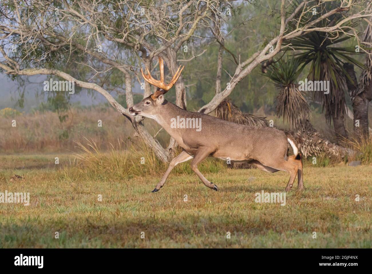 White-tailed Deer (Odocoileus virginianus) male chasing females during ...
