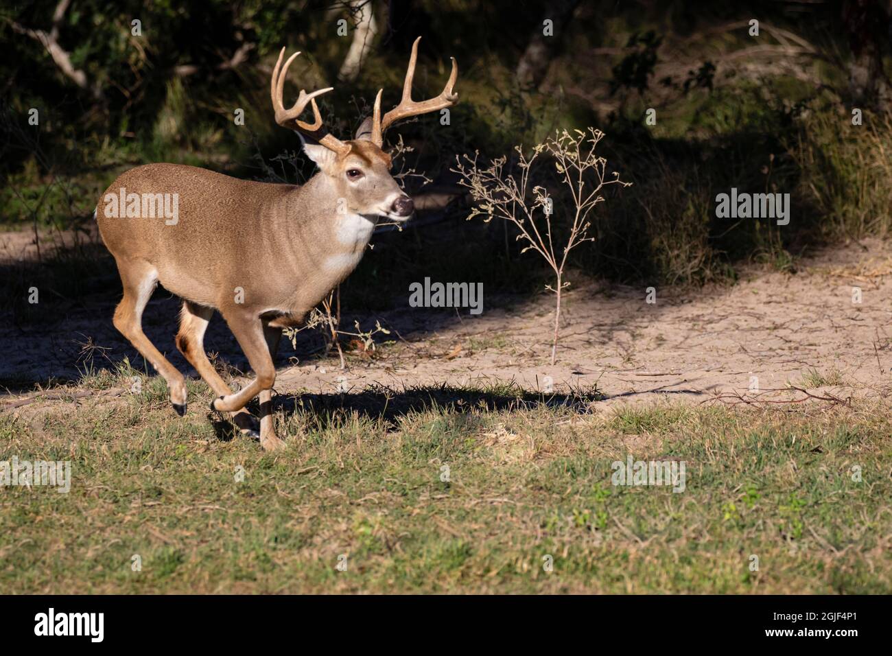 White-tailed Deer (Odocoileus virginianus) male chasing females during ...