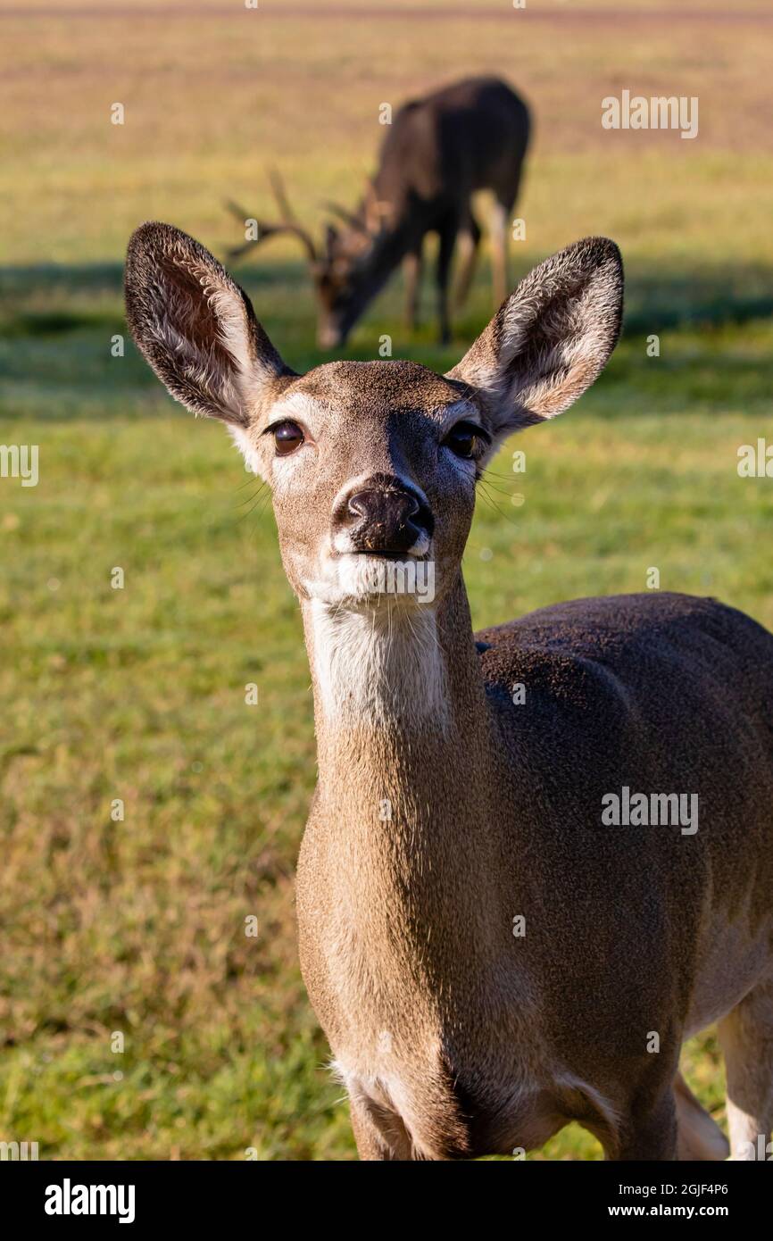 White-tailed Deer (Odocoileus virginianus) buck smelling breeding doe's ...