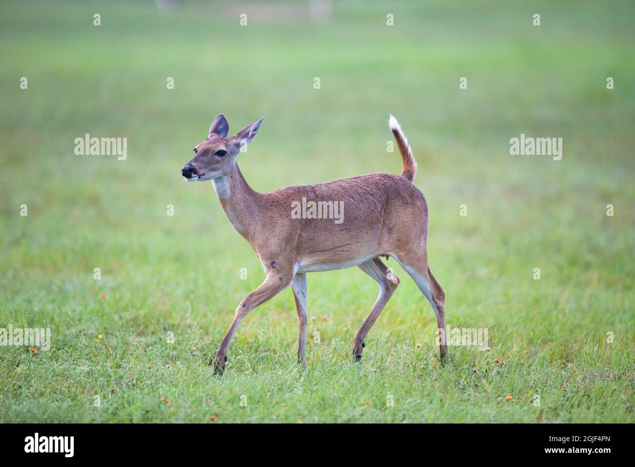 White-tailed Deer (Odocoileus virginianus) doe prancing Stock Photo - Alamy