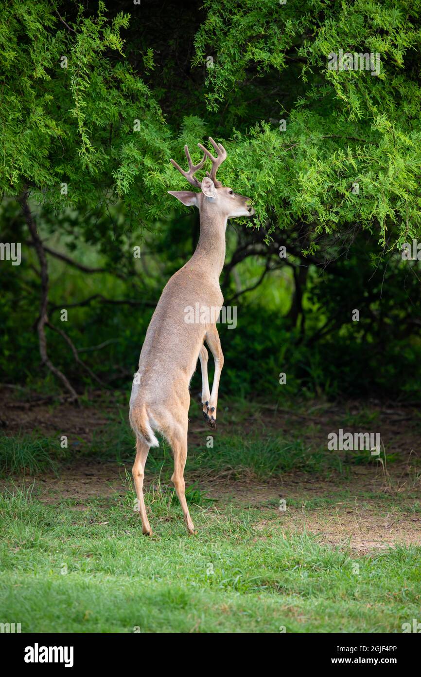 White-tailed Deer (Odocoileus virginianus) buck browsing tree leaves ...