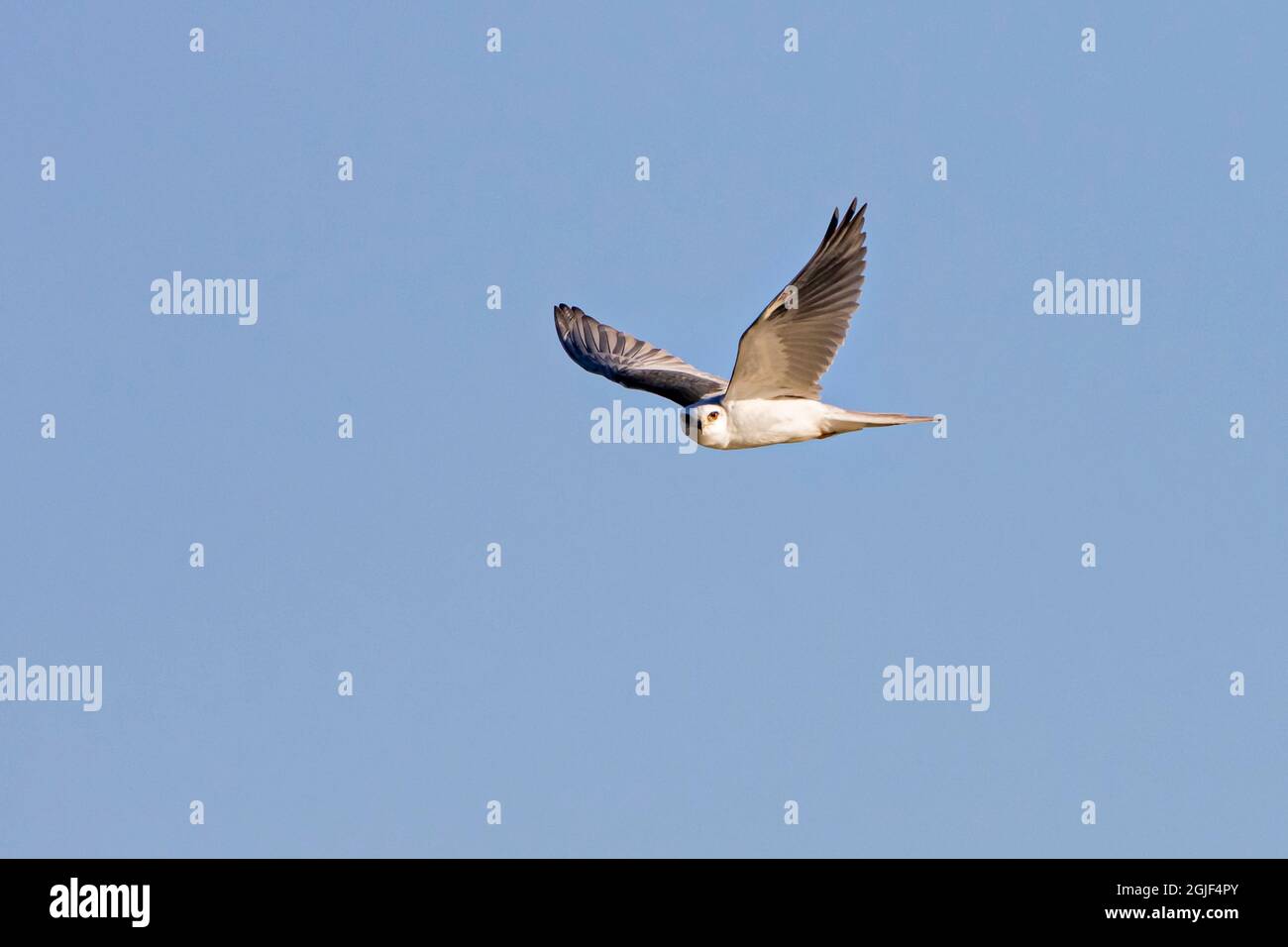 White-tailed Kite (Elanus leucurus) in flight Stock Photo - Alamy