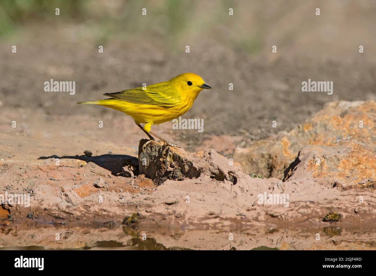 Yellow Warbler (Dendroica petechia) male by pond Stock Photo - Alamy