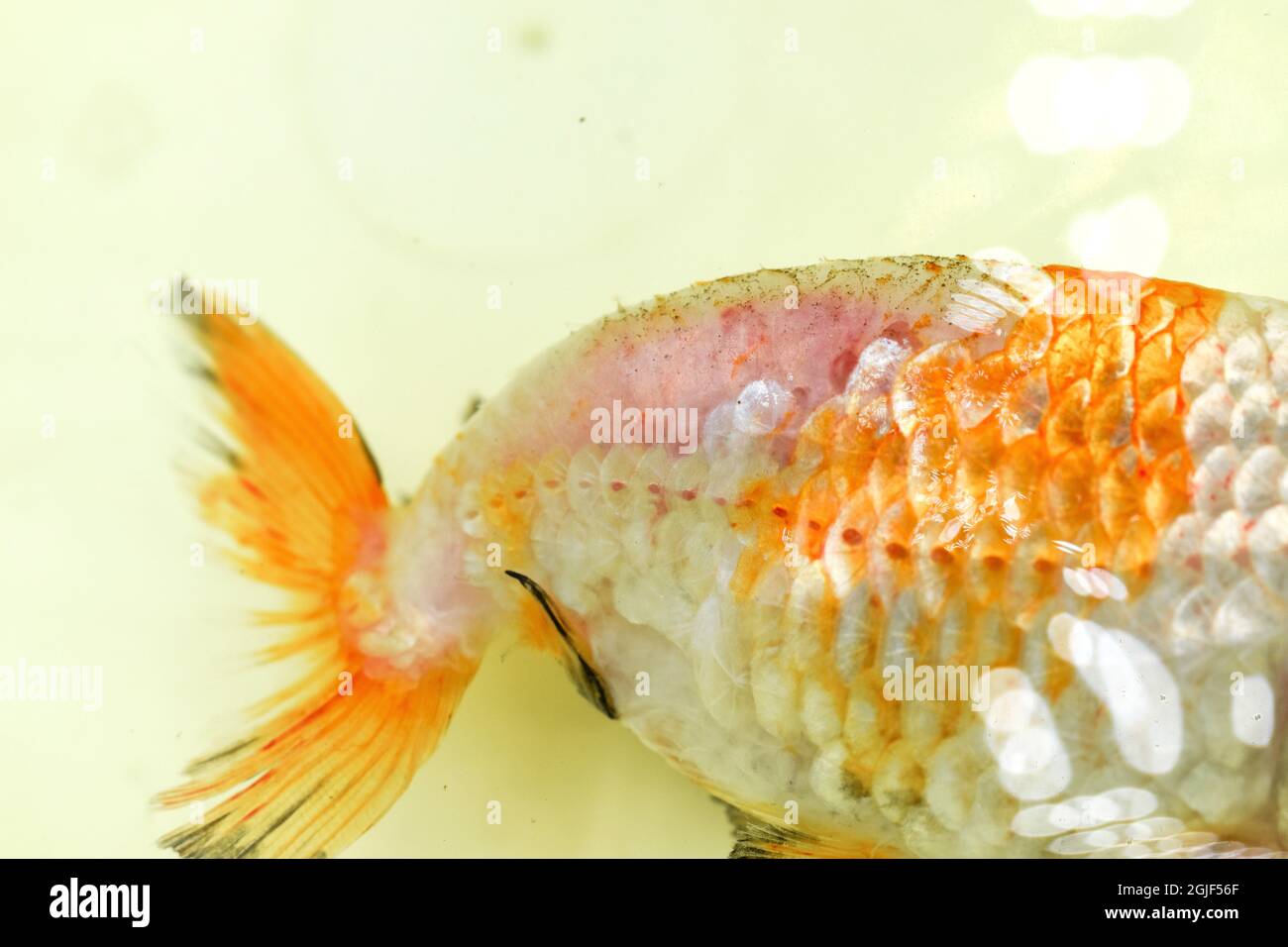 Ulcer disease fish hi-res stock photography and images - Alamy