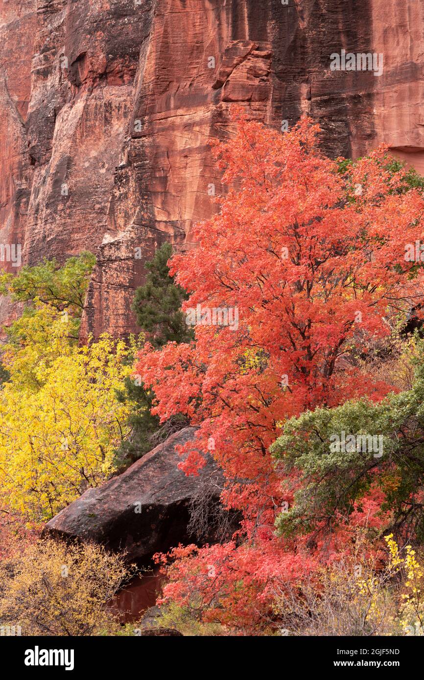 USA, Utah, Zion National Park. Red bigtooth and yellow boxelder maple ...