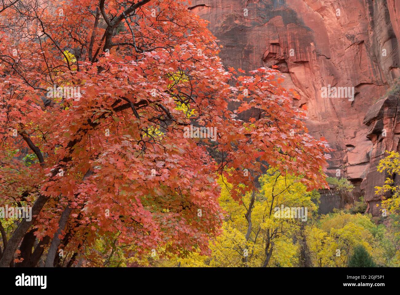 Bigtooth maple hi-res stock photography and images - Alamy