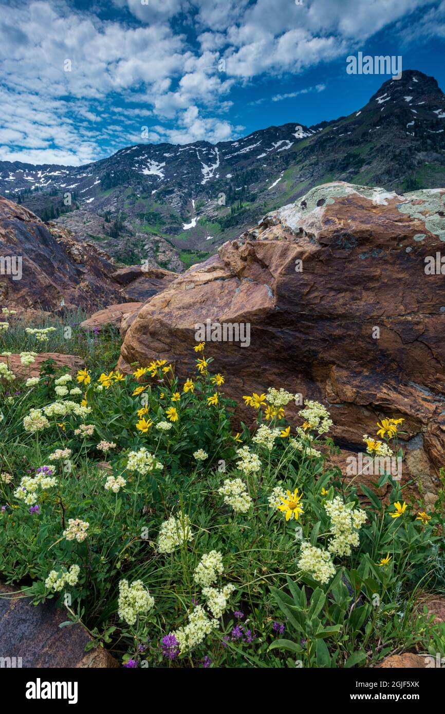 Cow parsnip, mules ear, and quartzite rock in Twin Peaks Wilderness ...