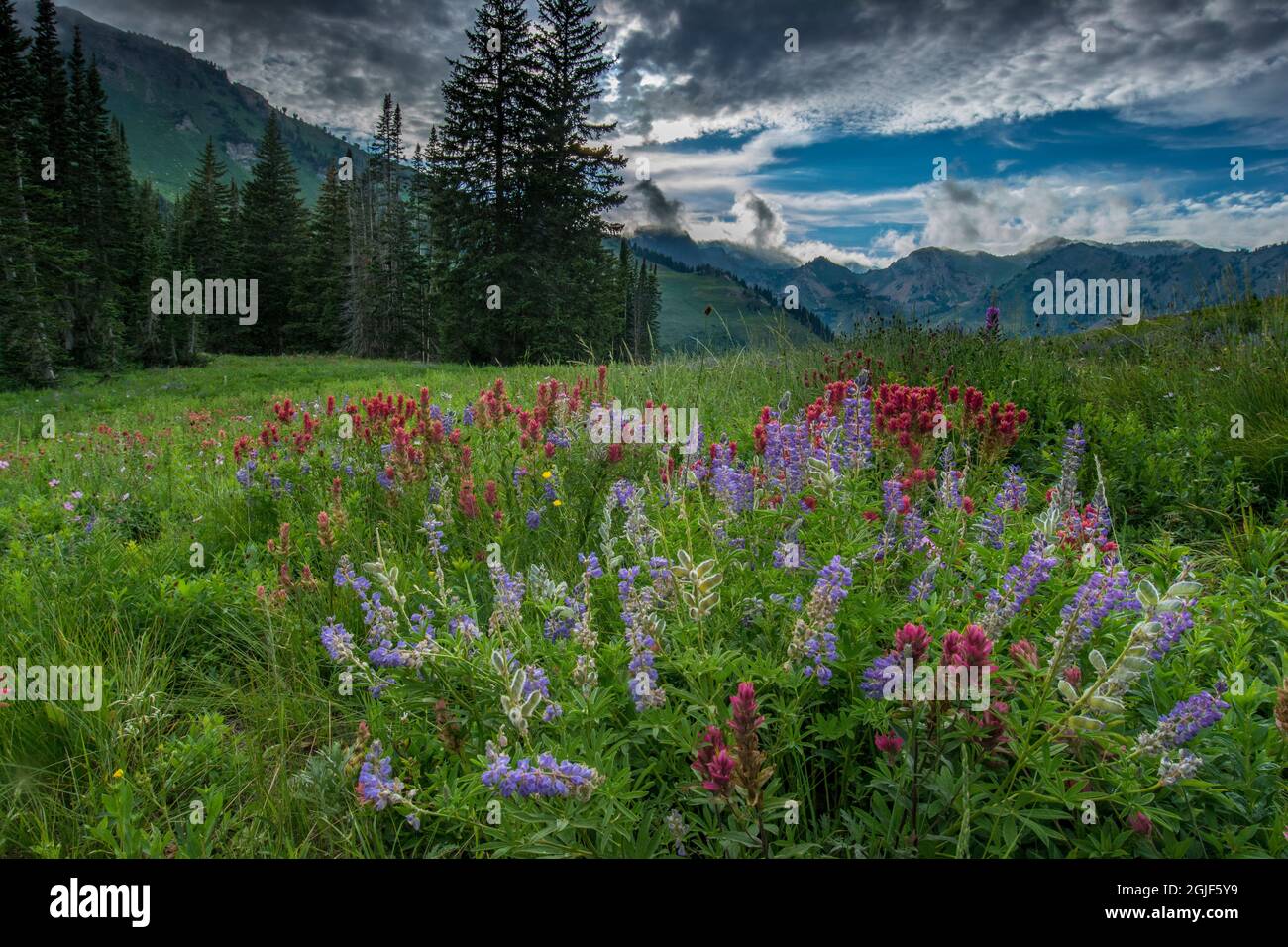 Albion basin hi-res stock photography and images - Alamy