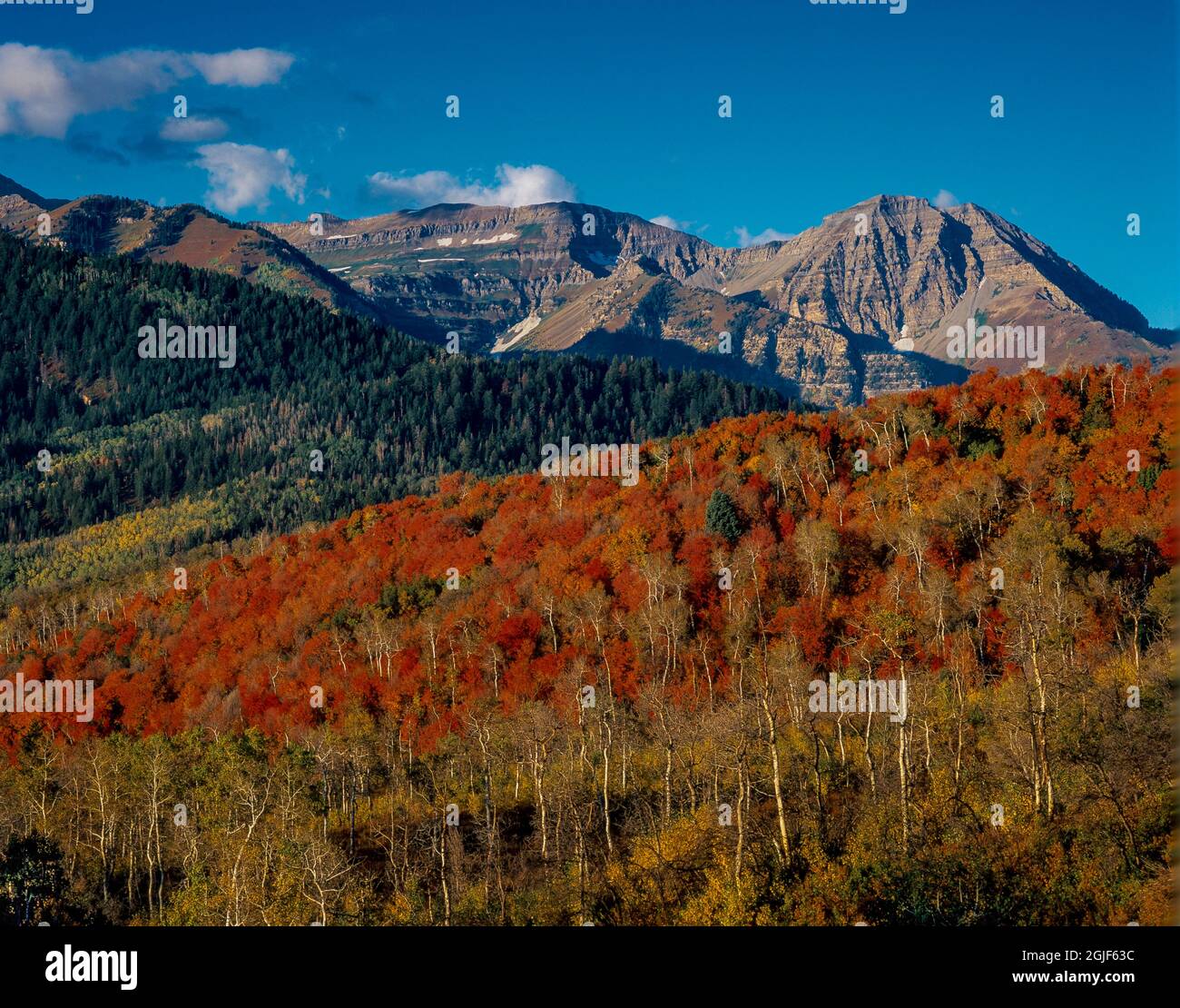 Red Maple trees and Aspen and Mount Timpanogos, Utah Stock Photo - Alamy
