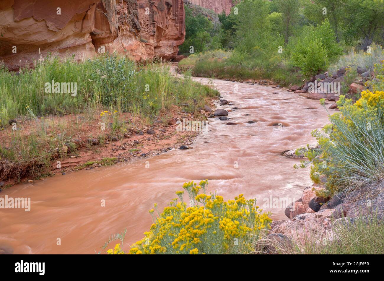 USA, Utah, Capitol Reef National Park, Rabbitbrush blooms above curve ...