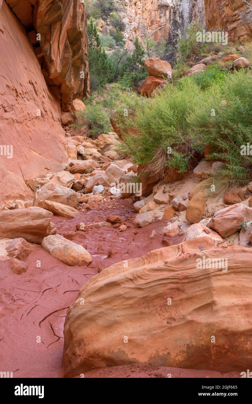 USA, Utah, Capitol Reef National Park, Drying mud and rocks on floor of ...