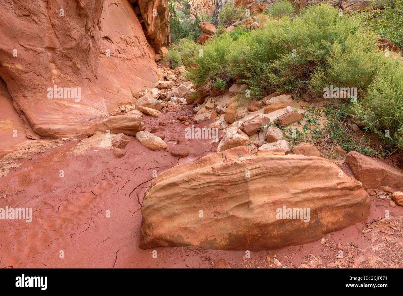 USA, Utah, Capitol Reef National Park, Drying mud and rocks on floor of ...
