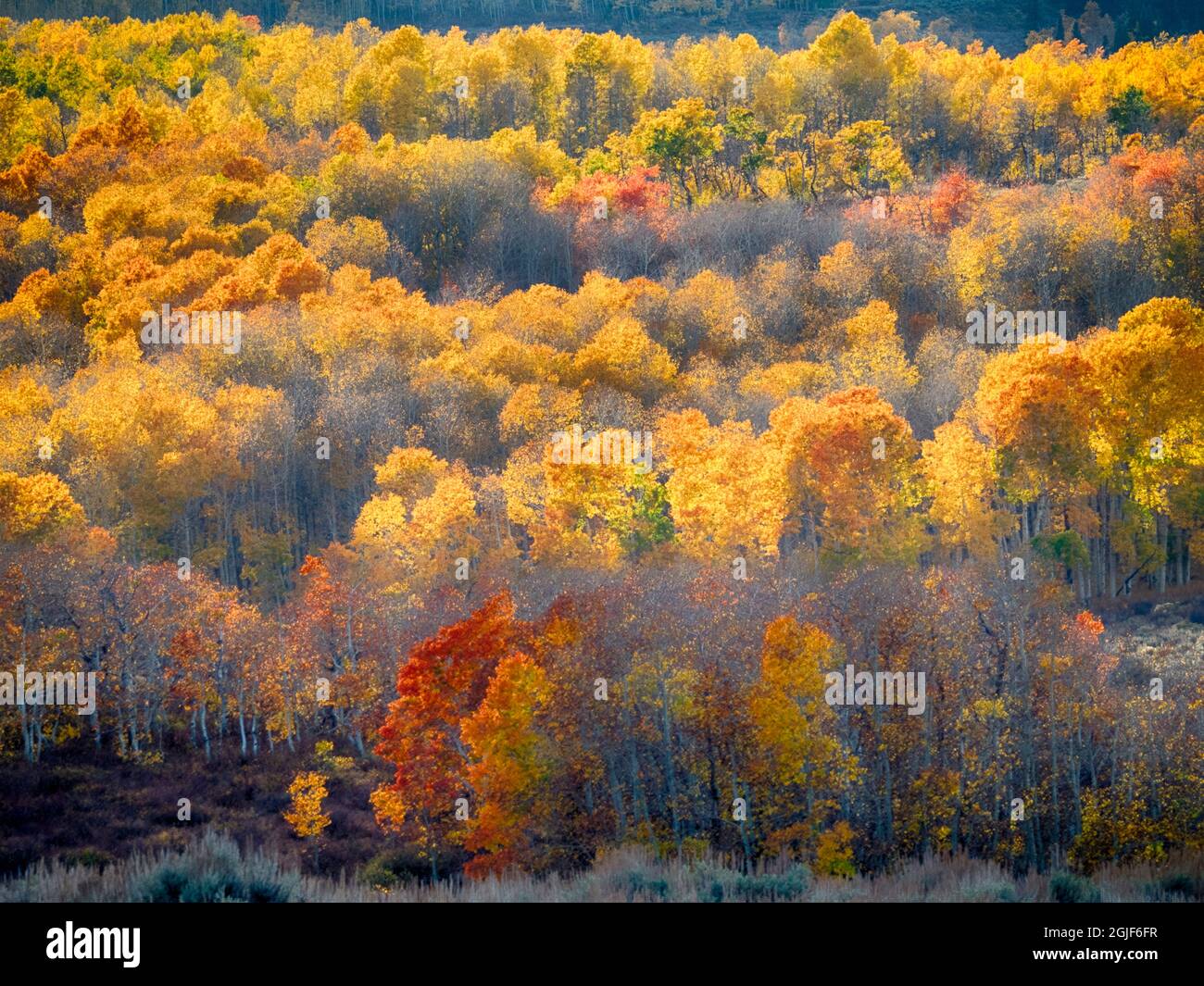 USA, Utah, Logan Pass. Autumn colors in Logan Pass Utah Stock Photo - Alamy