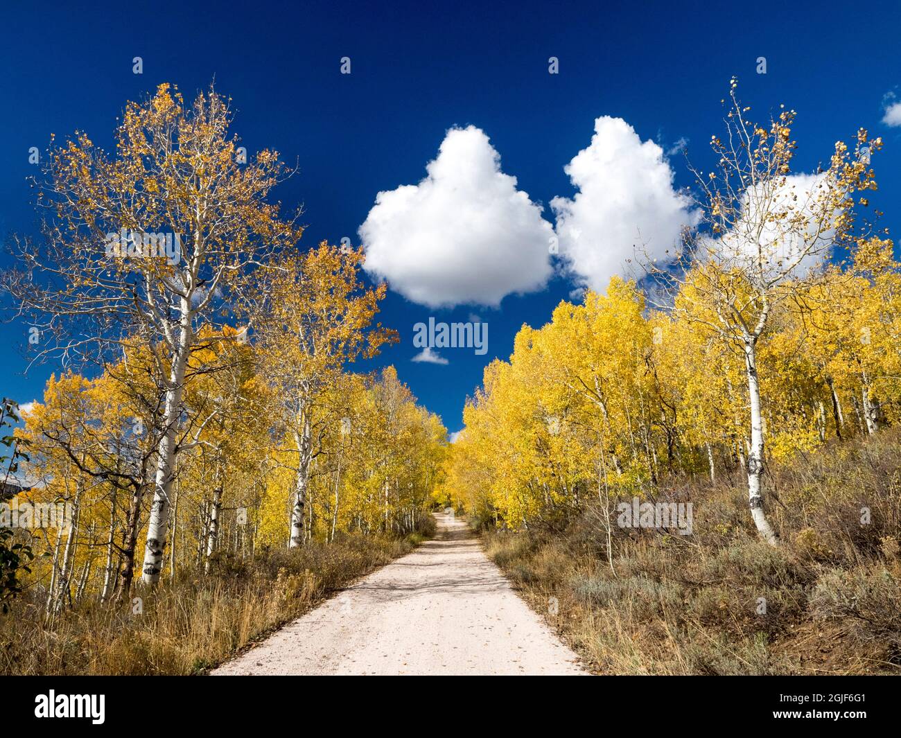 Utah usa aspen tree hi-res stock photography and images - Alamy
